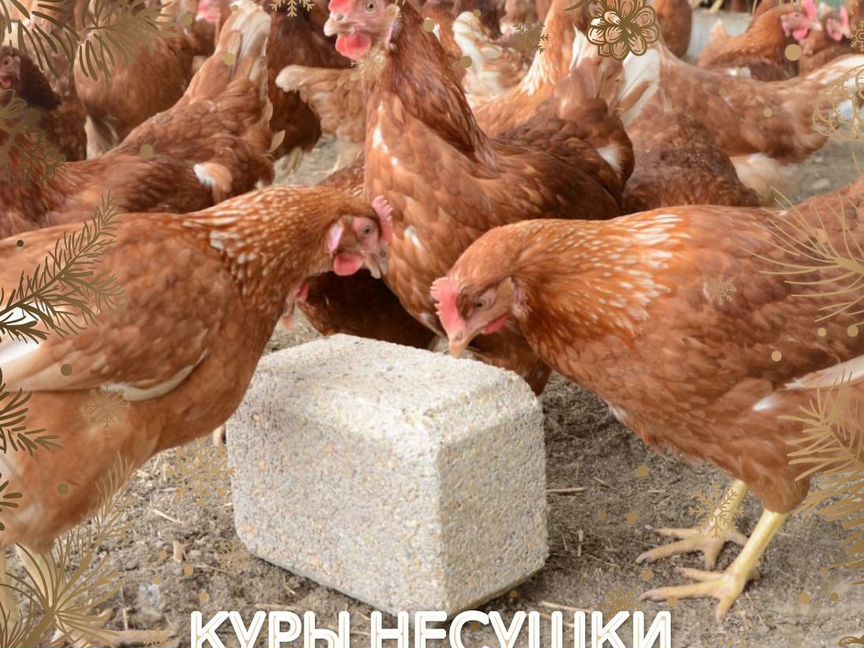 Куры несушки