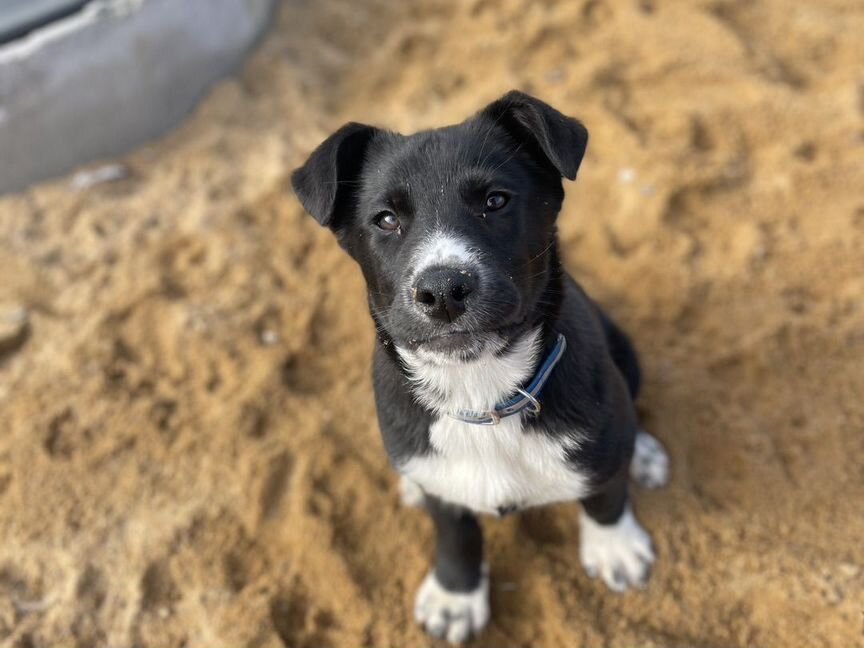 Хороший мальчик щенок бесплатно