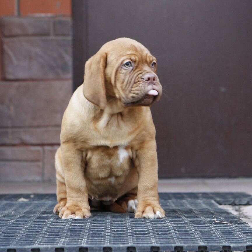 Бордоский дог высокопородная девочка