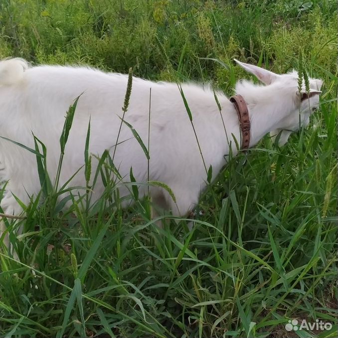Козел зааненский