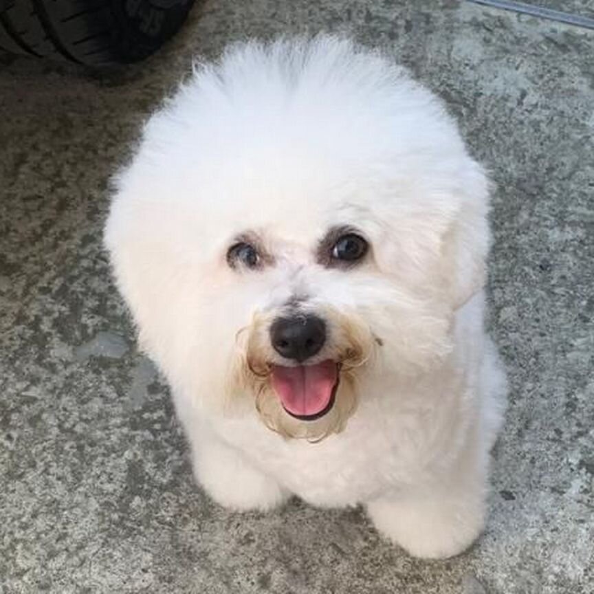 Бишон фризе, щенок