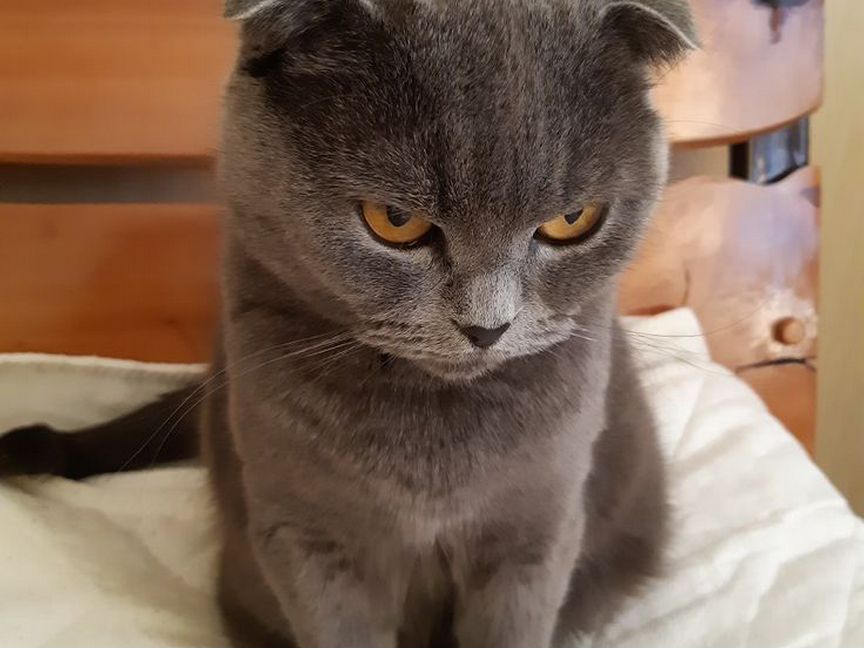 Британская кошка