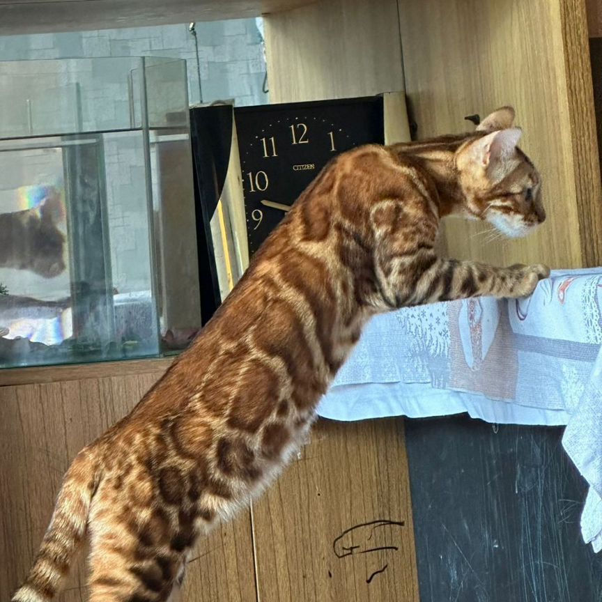Бенгальская кошка бесплатно