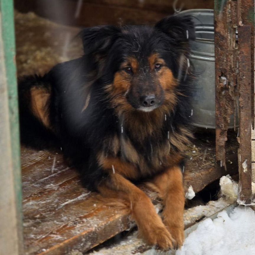 Взрослый пёс в добрые руки