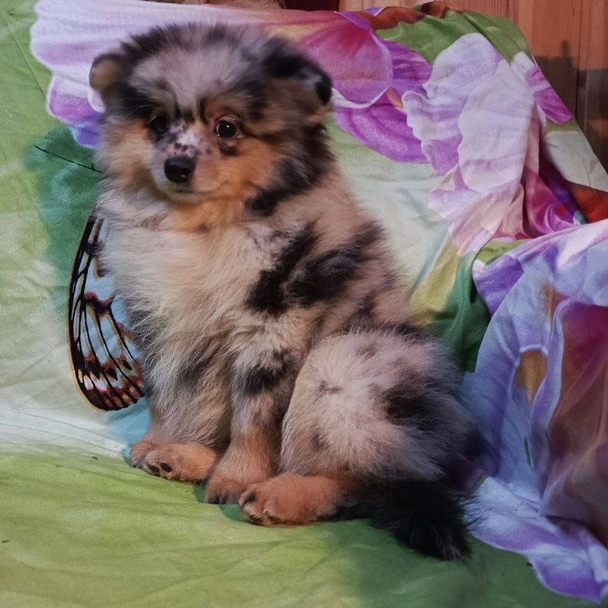 Праздничные детки