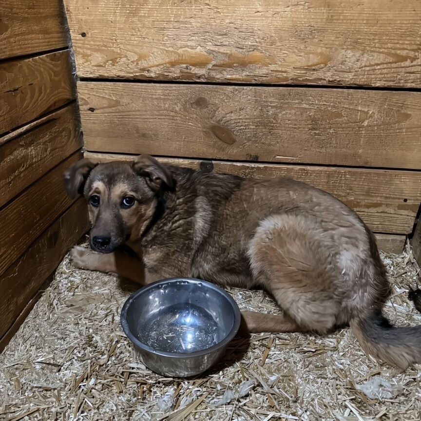 Щенок в добрые руки