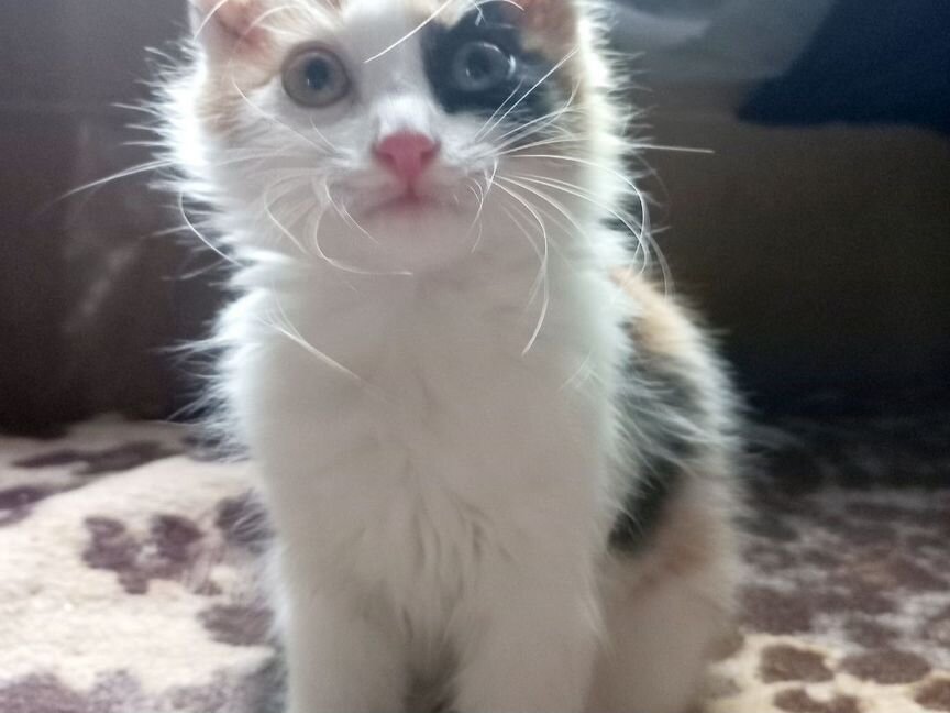 Котенок в самые добрые руки