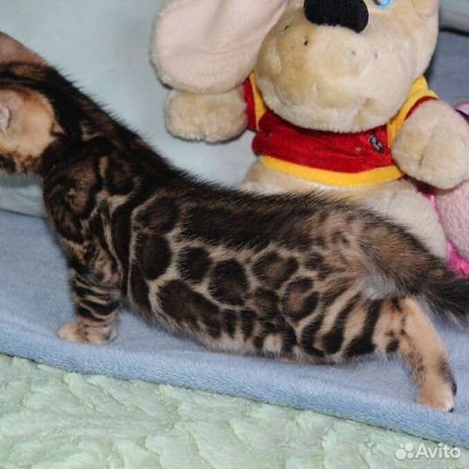 Очень красивые бенгальские котята