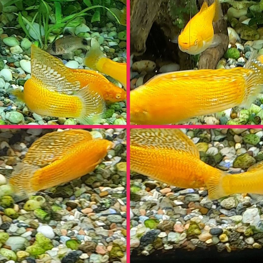 Рыбки для вашего аквариума