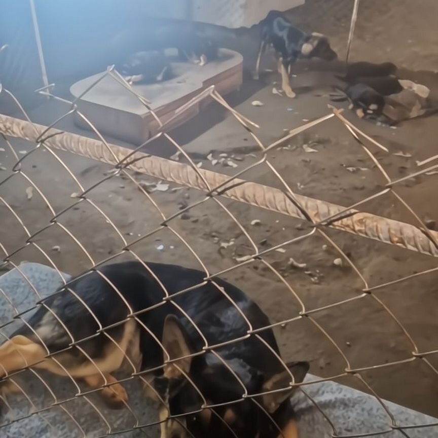 Щенок в добрые руки