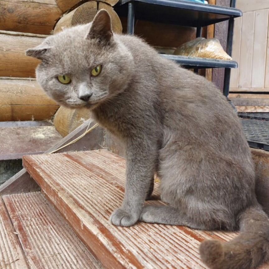 Котик пришел к нам