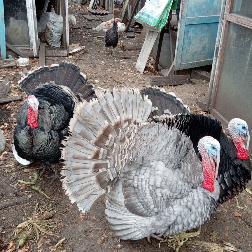 Молодые индюки