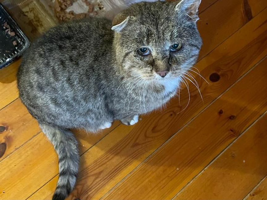 Котик ищет дом