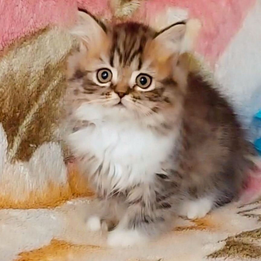 Шотландский котёнок страйт