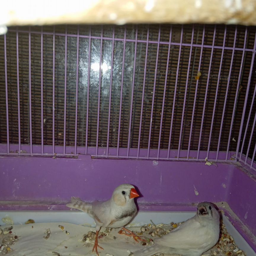 Белые зебровые амадины птенцы