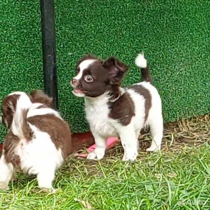 Чихуахуа шоко мальчик мелкий