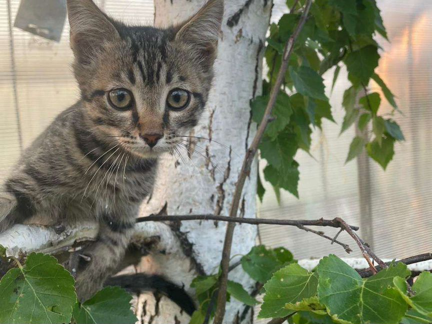 Котенок няшка 5 мес