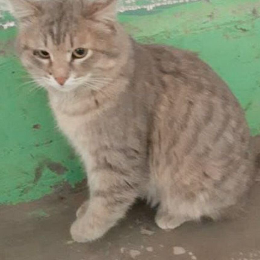 Помогите спасти жизнь
