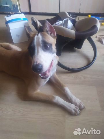 Пидбул бесплатно 7 месяцев