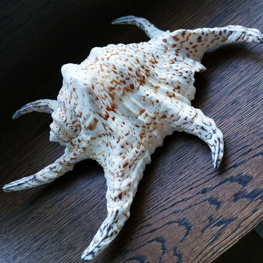 Ракушка океанская лямбис