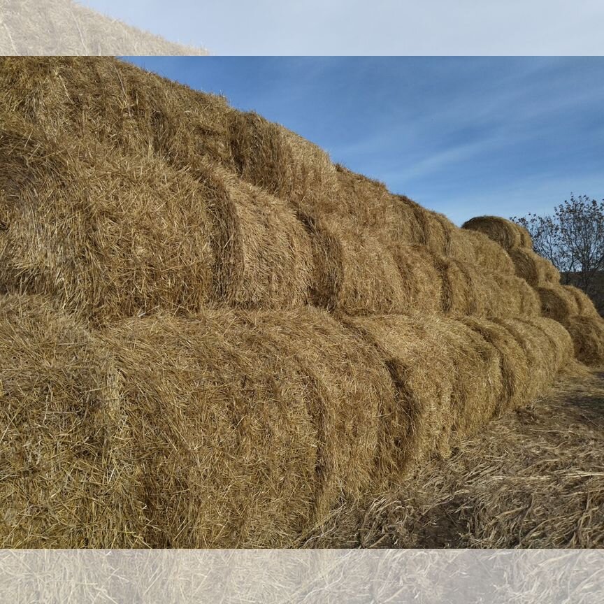 Солома в рулонах