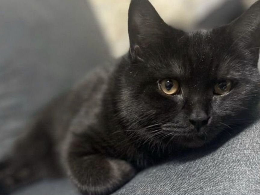 Кошка
