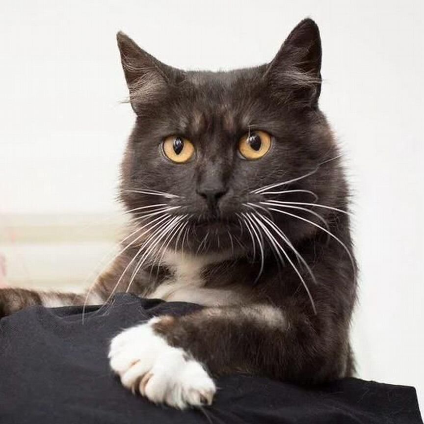 Ласковая кошка Курочка живет на передержке