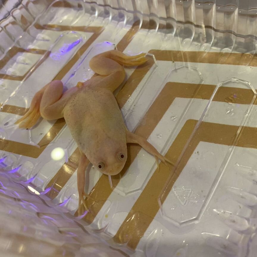 Лягушка аквариумная