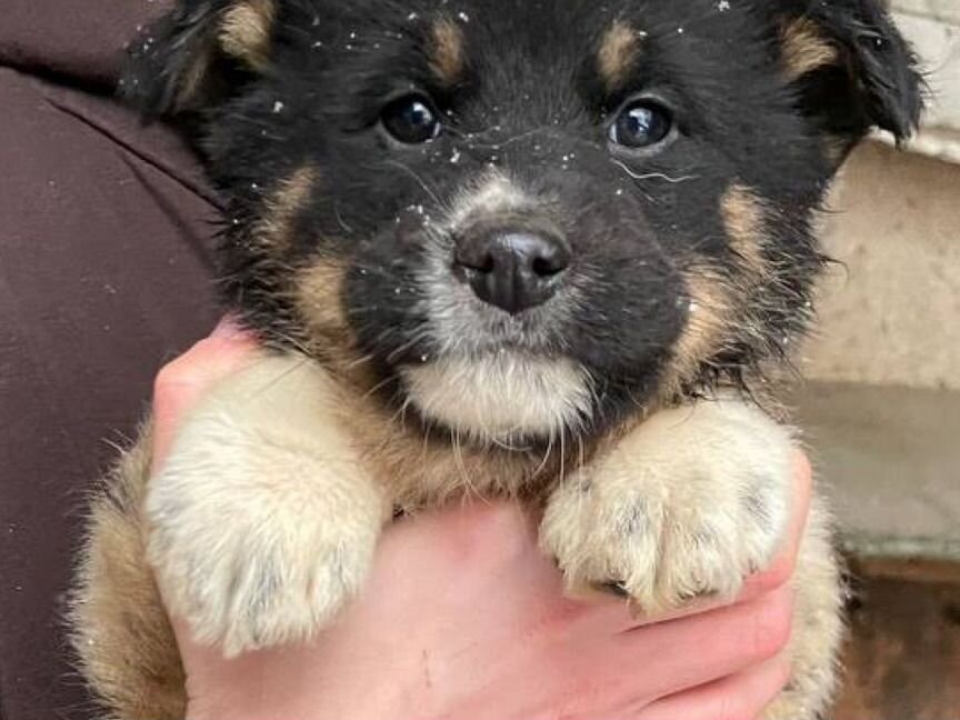 Мальчишка щенок мальчик метис в дар в добрые руки