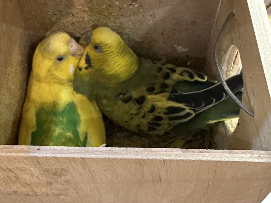Волнистые попугаи - пара