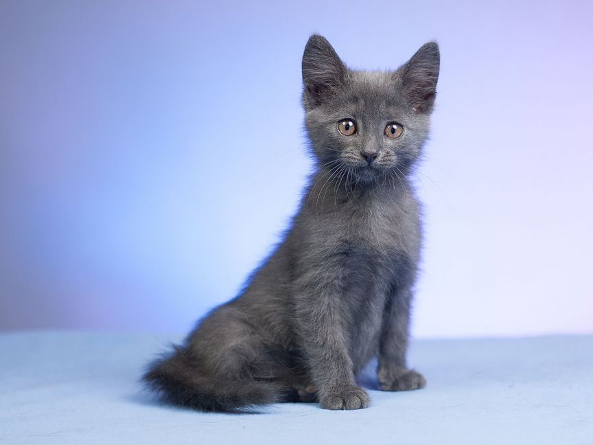 Серо голубой мальчик в дар