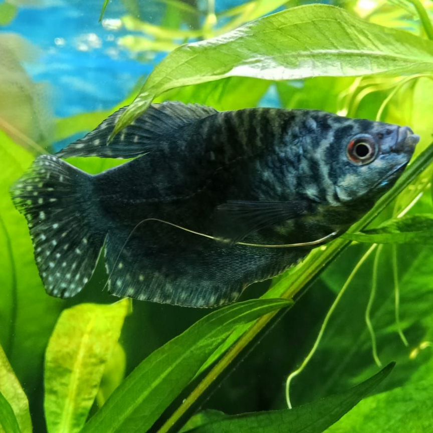 Мраморный Гурами малек Жемчужного Гурами. Эхи