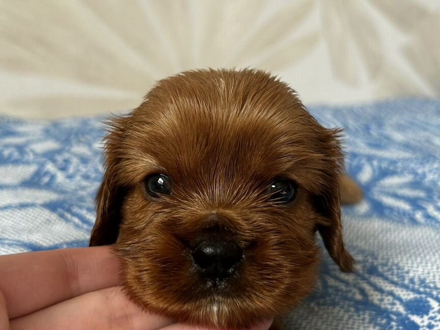 Щенки породы кавалер кинг чарльз спаниель