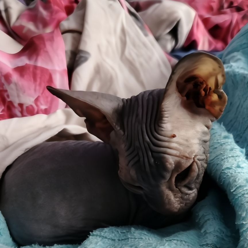 Канадский сфинкс котёнок