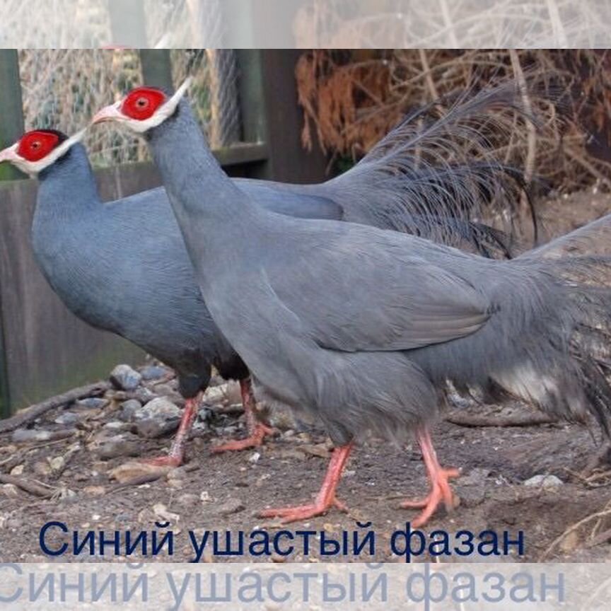 Синий ушастый фазан