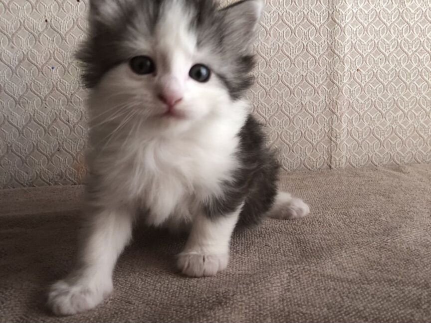 Шотландские вислоухие котята