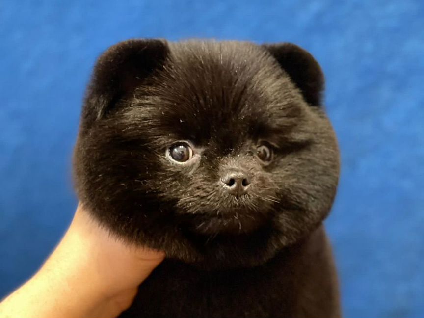 Померанский шпиц микро мальчик