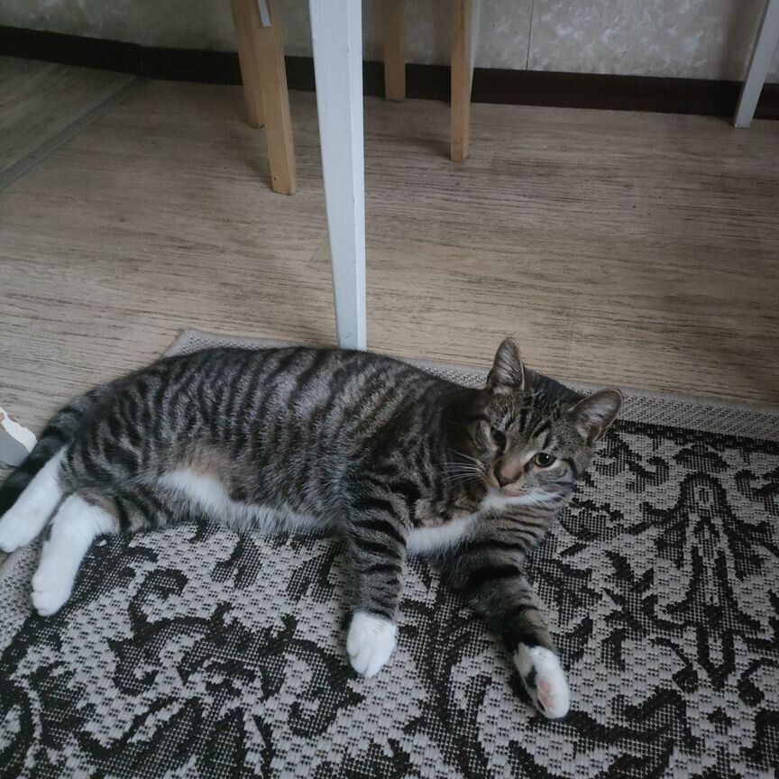 Котик ищет дом