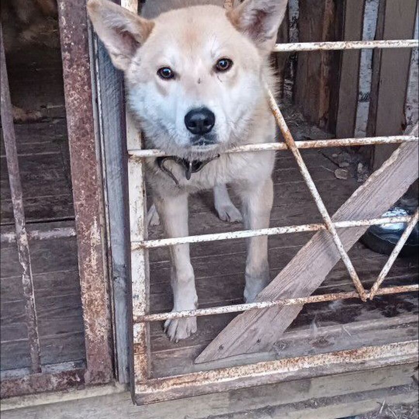 Собака в добрые руки отдам бесплатно