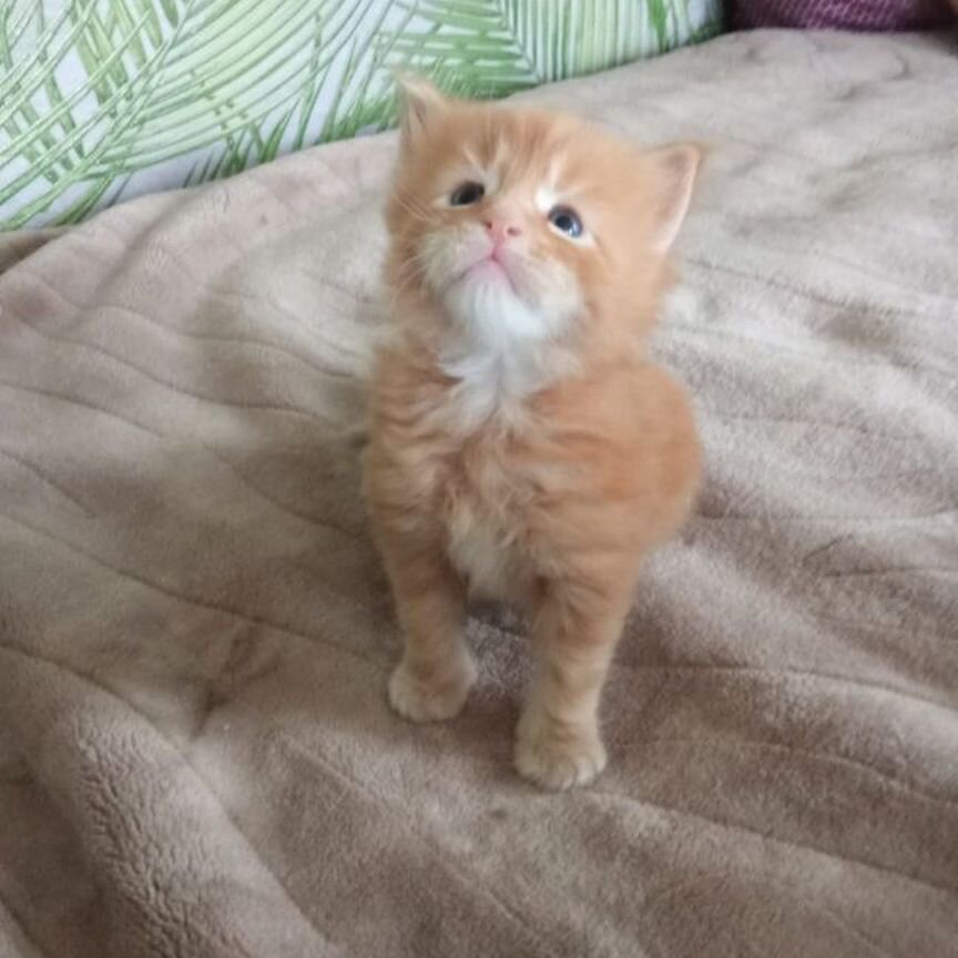 Рыжий котенок мейкун