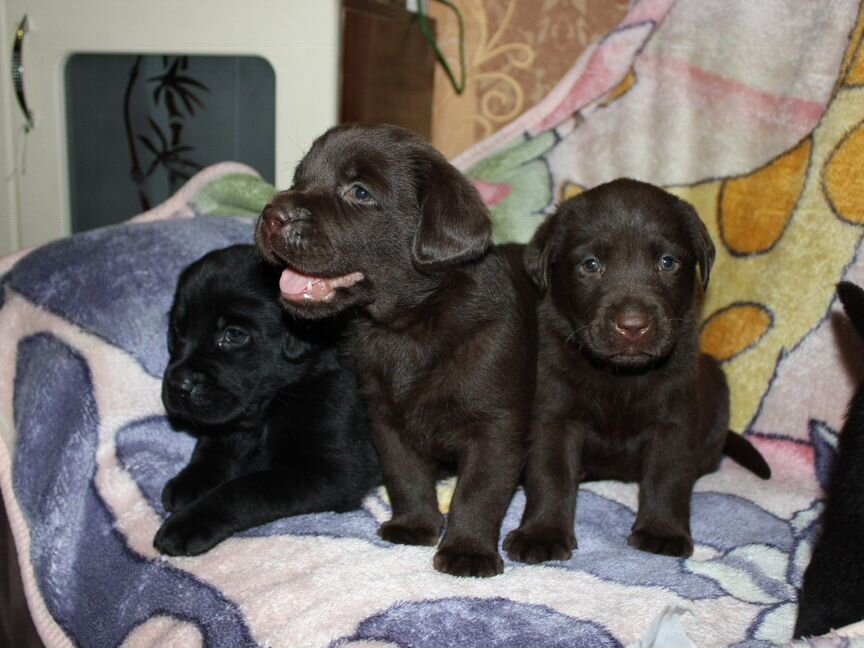 Щенки лабрадора