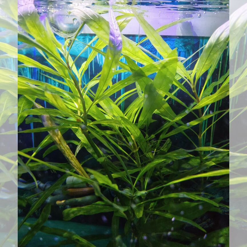 Растения для аквариума
