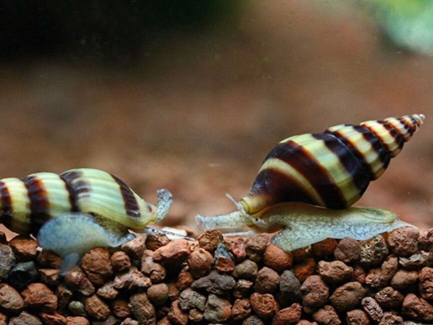 Улитка хелена