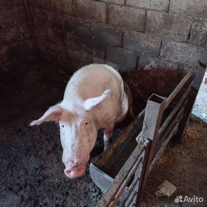 Продам хряка