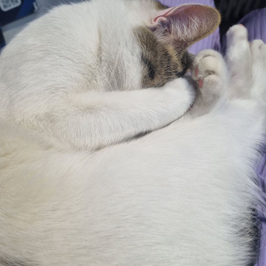 Котеночка