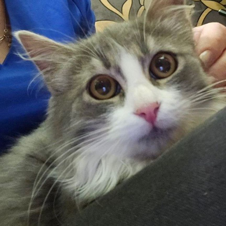 Сибирский котёнок