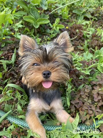 Йошкирский терьер