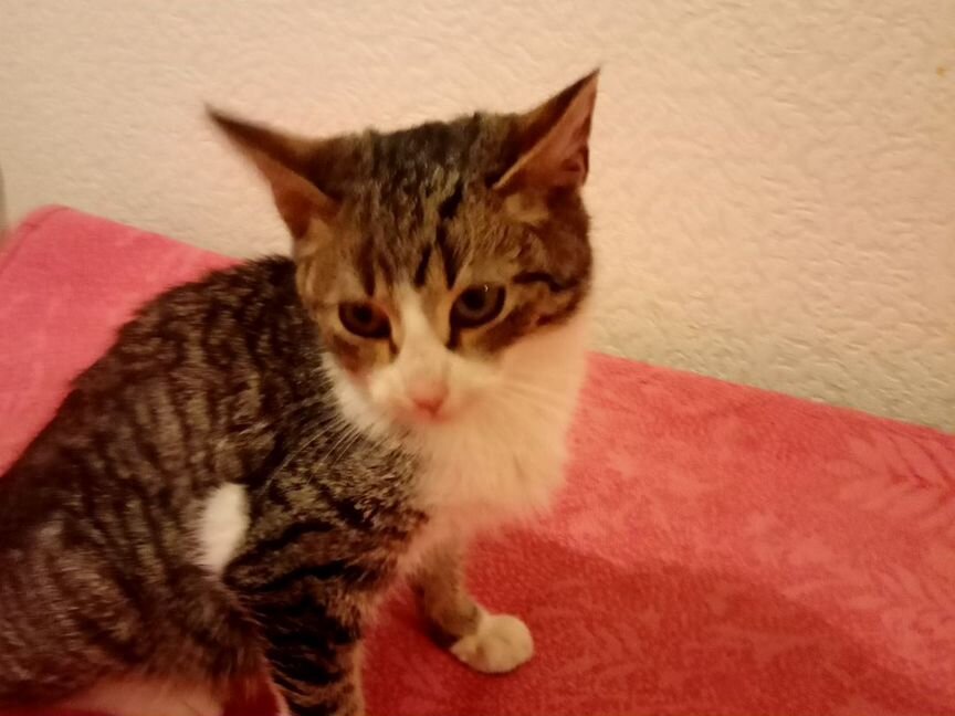 Соня 3,5 мес.серенькая киса ищет дом