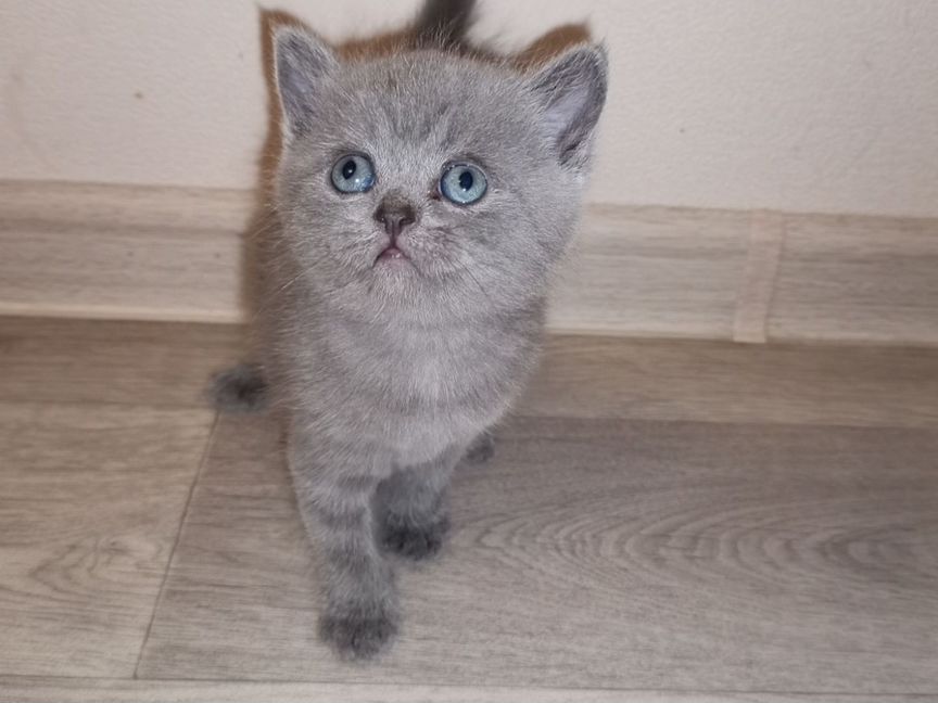 Шотландские котята
