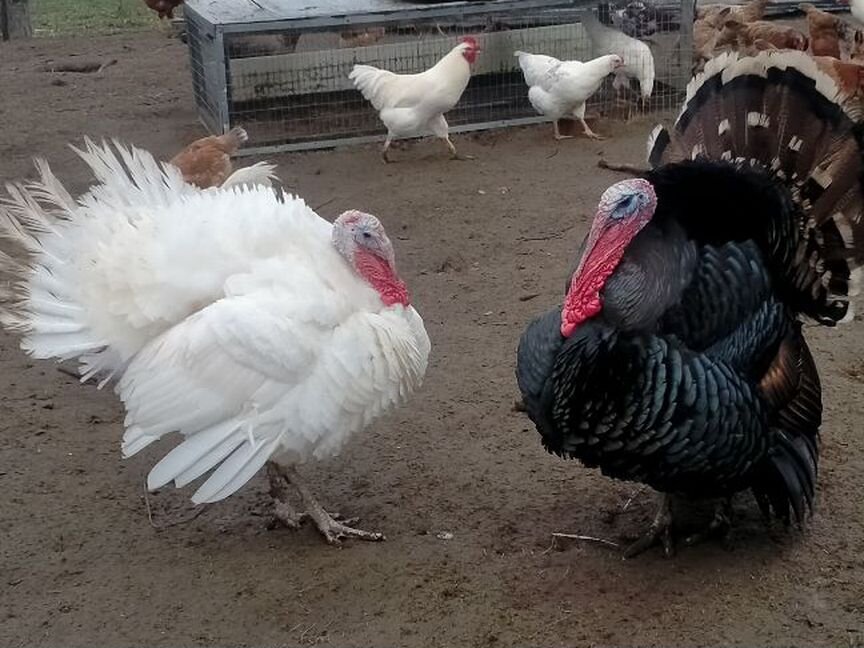 Индюк
